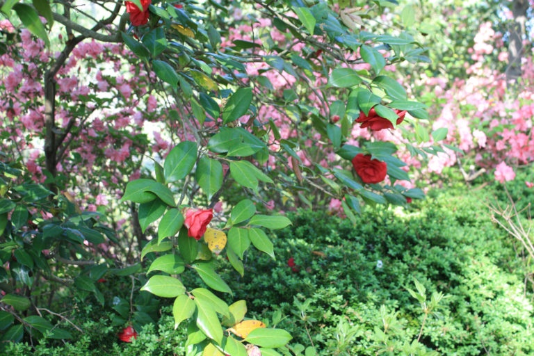The Breathtaking and Enchanting Gardens at Lisburne – circa 1810 ...